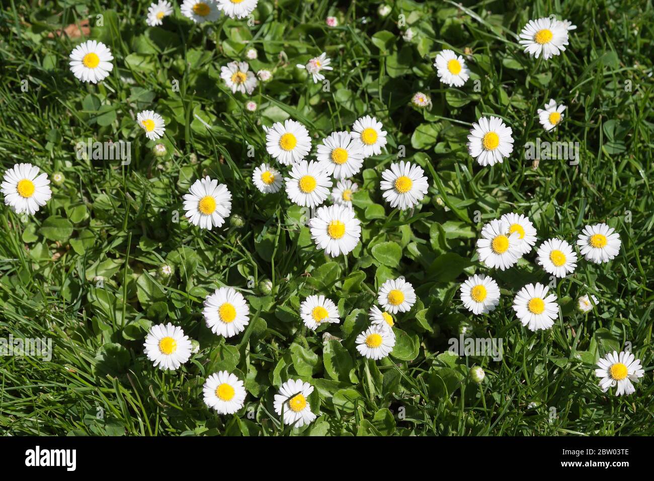Bellis perennis, a common European species of daisy, of the family ...