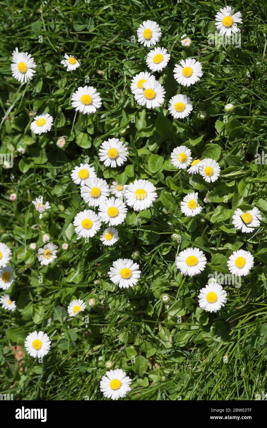 Bellis perennis, a common European species of daisy, of the family ...