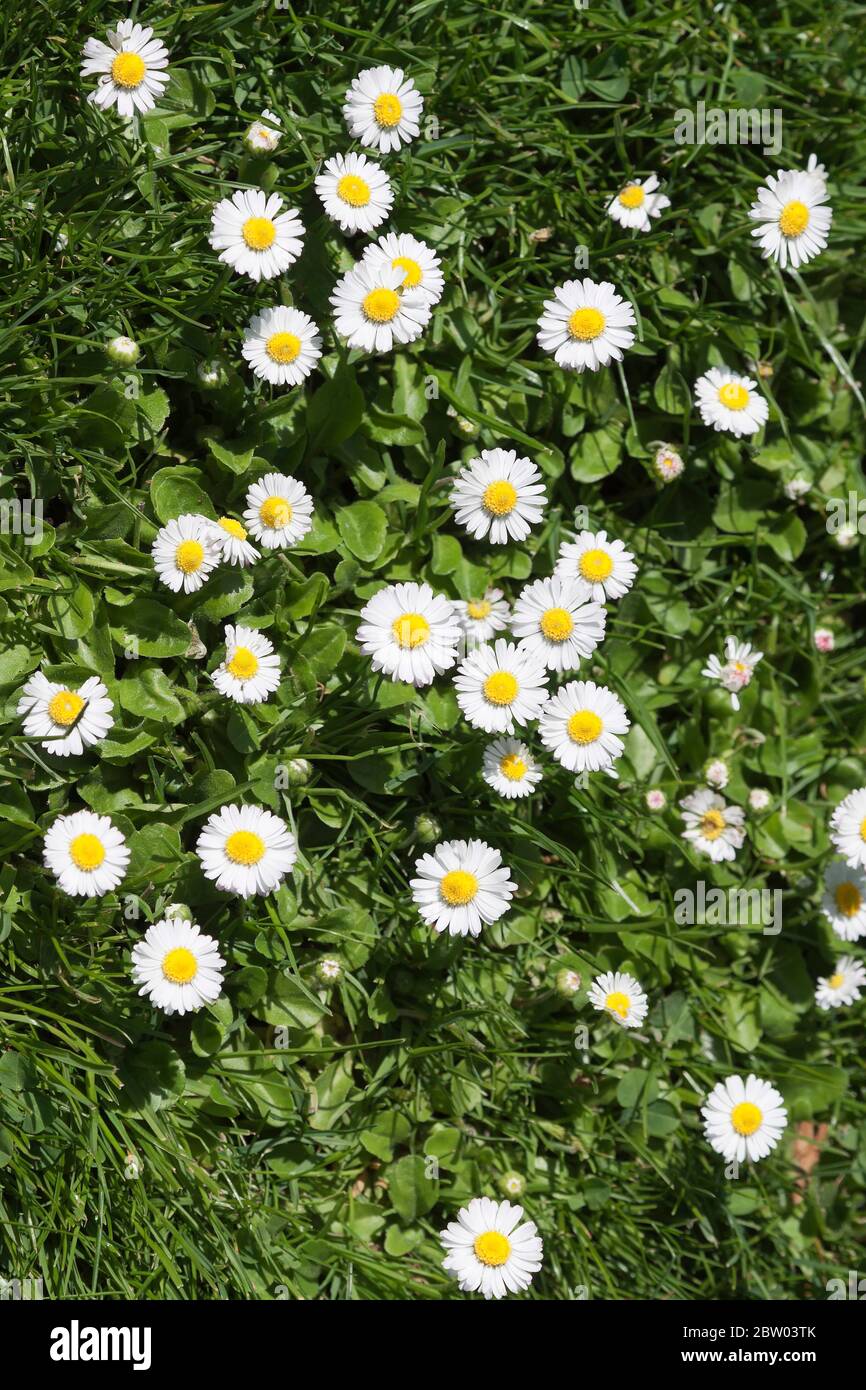 Bellis perennis, a common European species of daisy, of the family ...