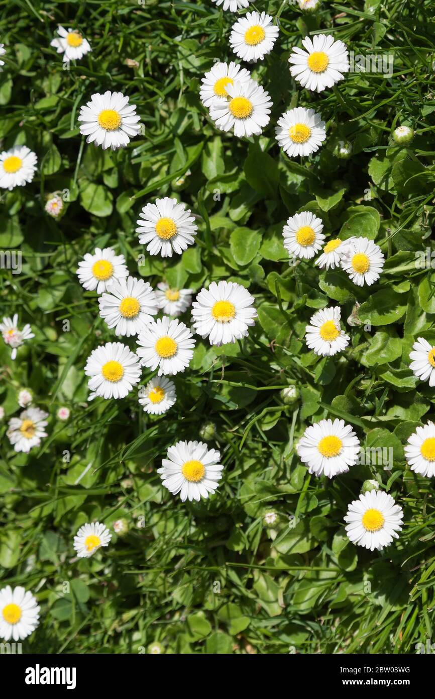 Bellis perennis, a common European species of daisy, of the family ...