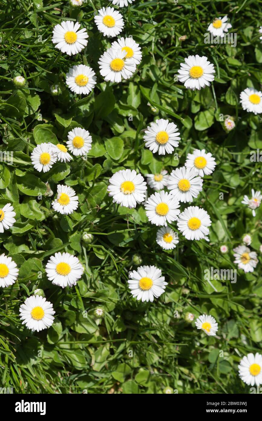 Bellis perennis, a common European species of daisy, of the family ...
