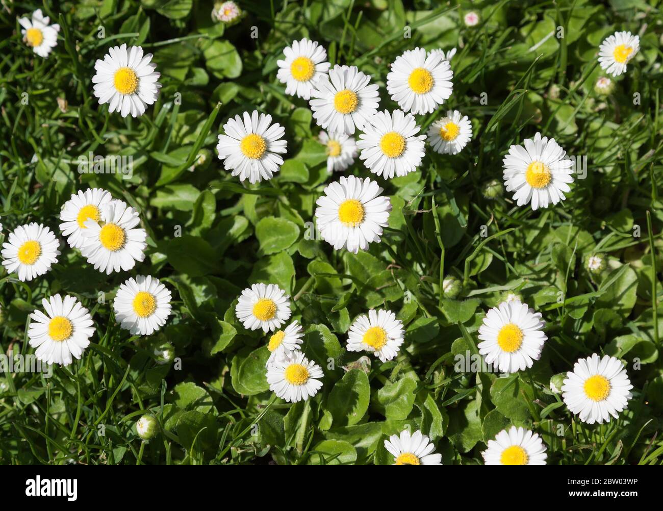 Bellis perennis, a common European species of daisy, of the family ...