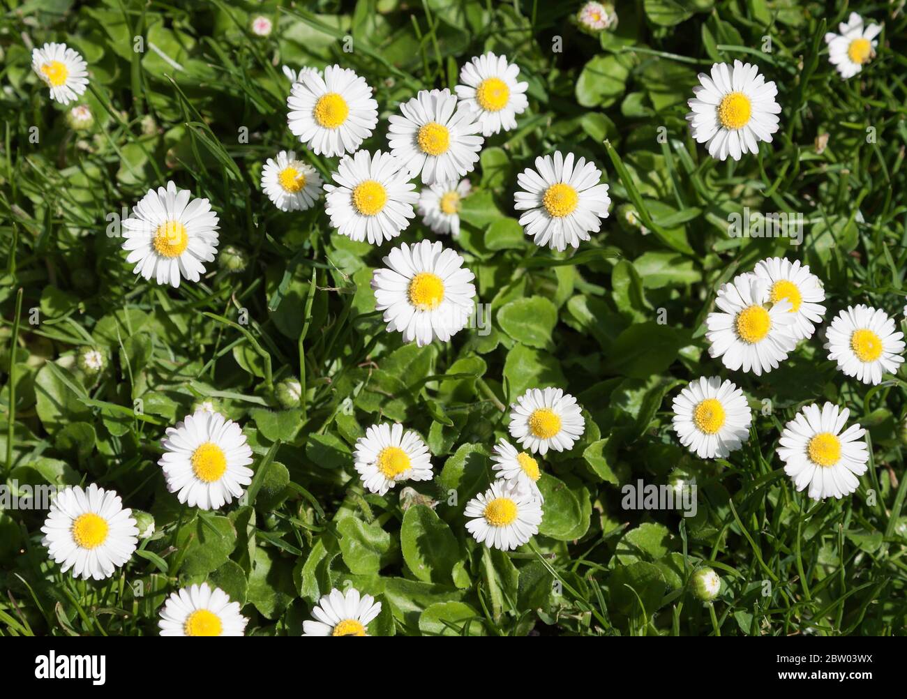Bellis perennis, a common European species of daisy, of the family ...
