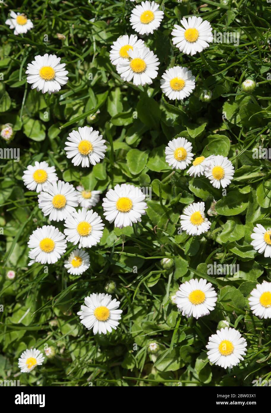 Bellis perennis, a common European species of daisy, of the family ...