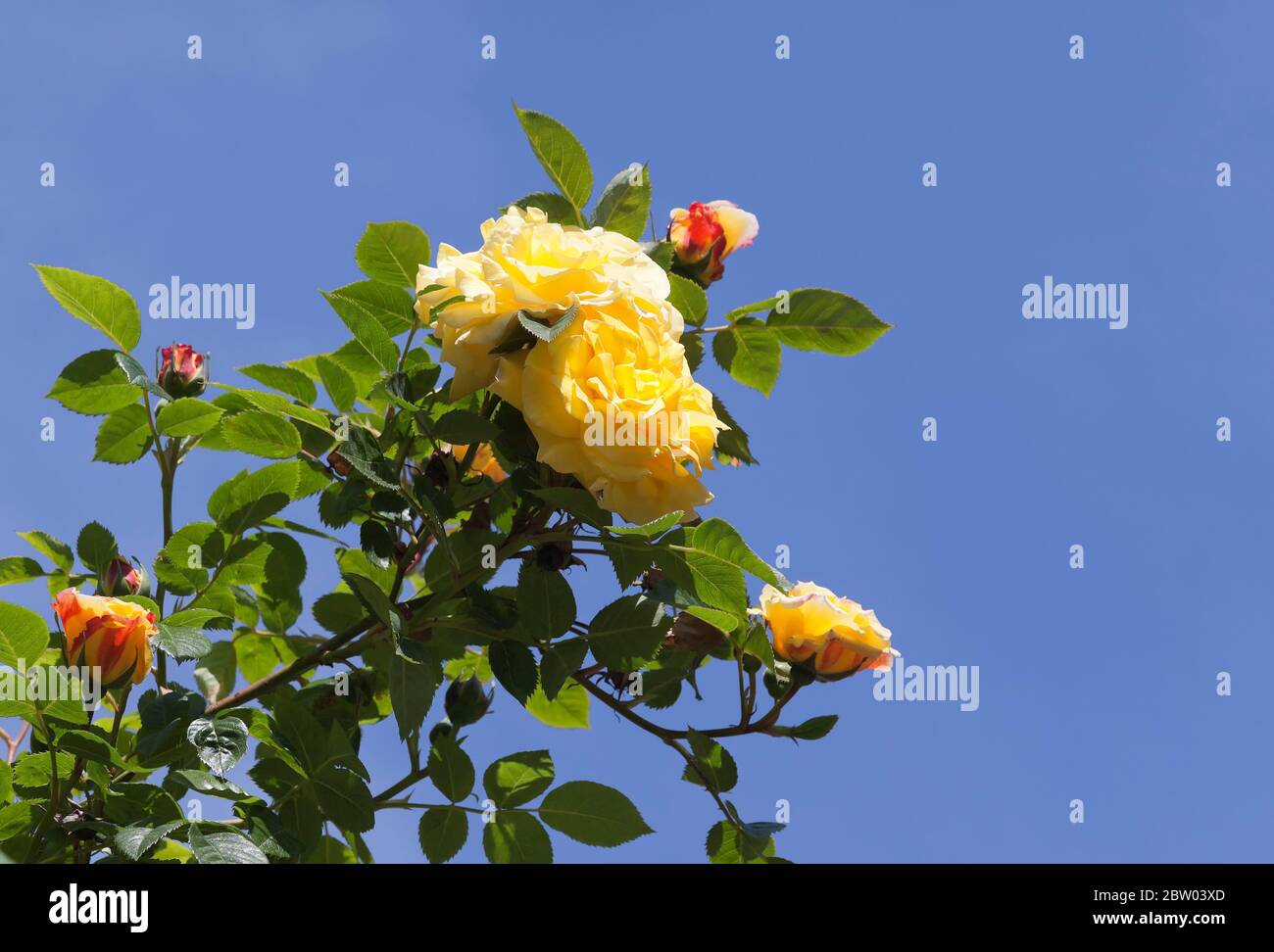 Why Is My Climbing Rose Turning Yellow at Joannie Adams blog