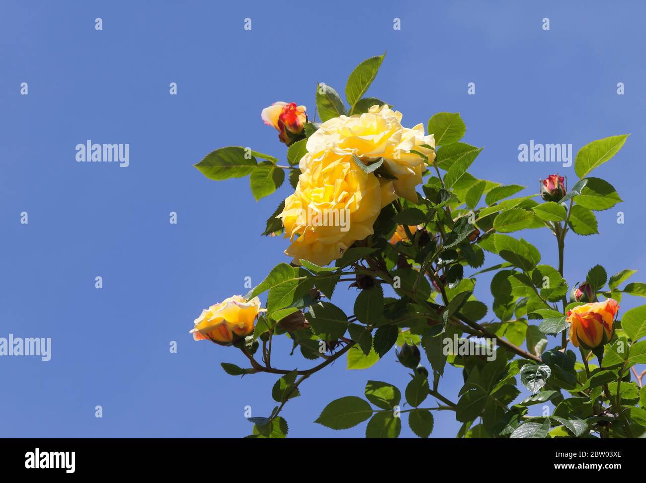 Yellow climbing roses Stock Photo - Alamy