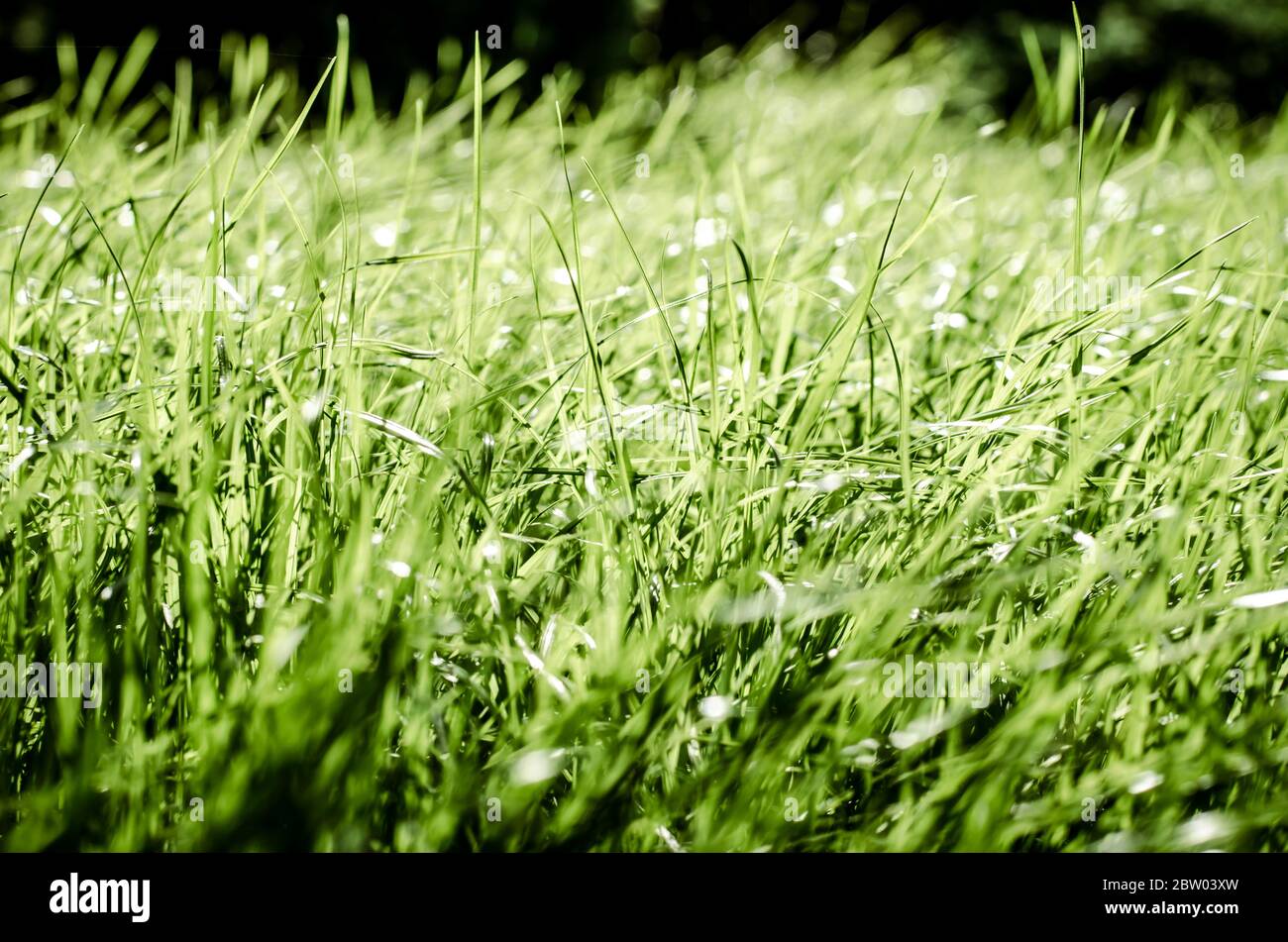 Wet grass plant hi-res stock photography and images - Alamy