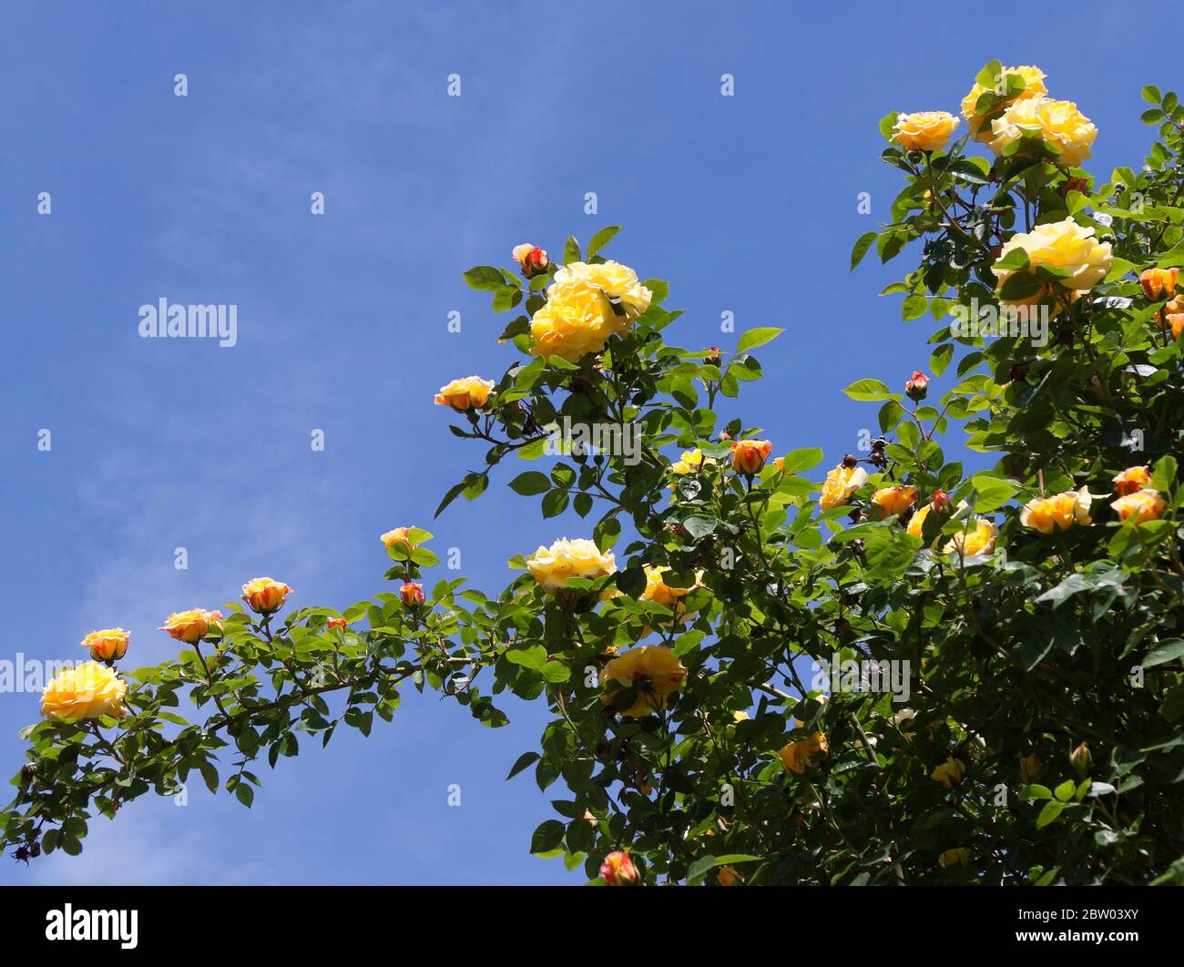 Why Is My Climbing Rose Turning Yellow at Joannie Adams blog