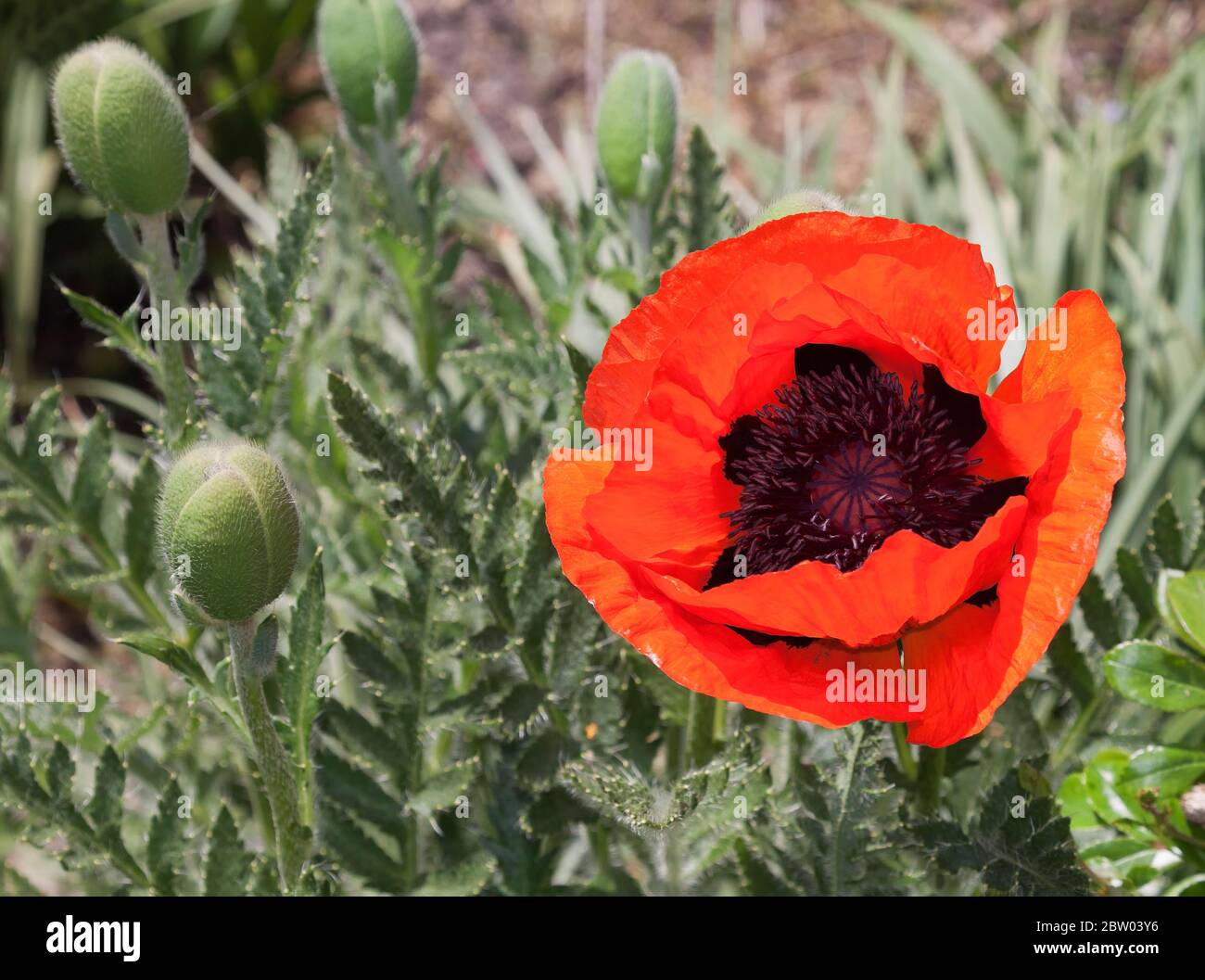Iran Plant High Resolution Stock Photography and Images - Alamy