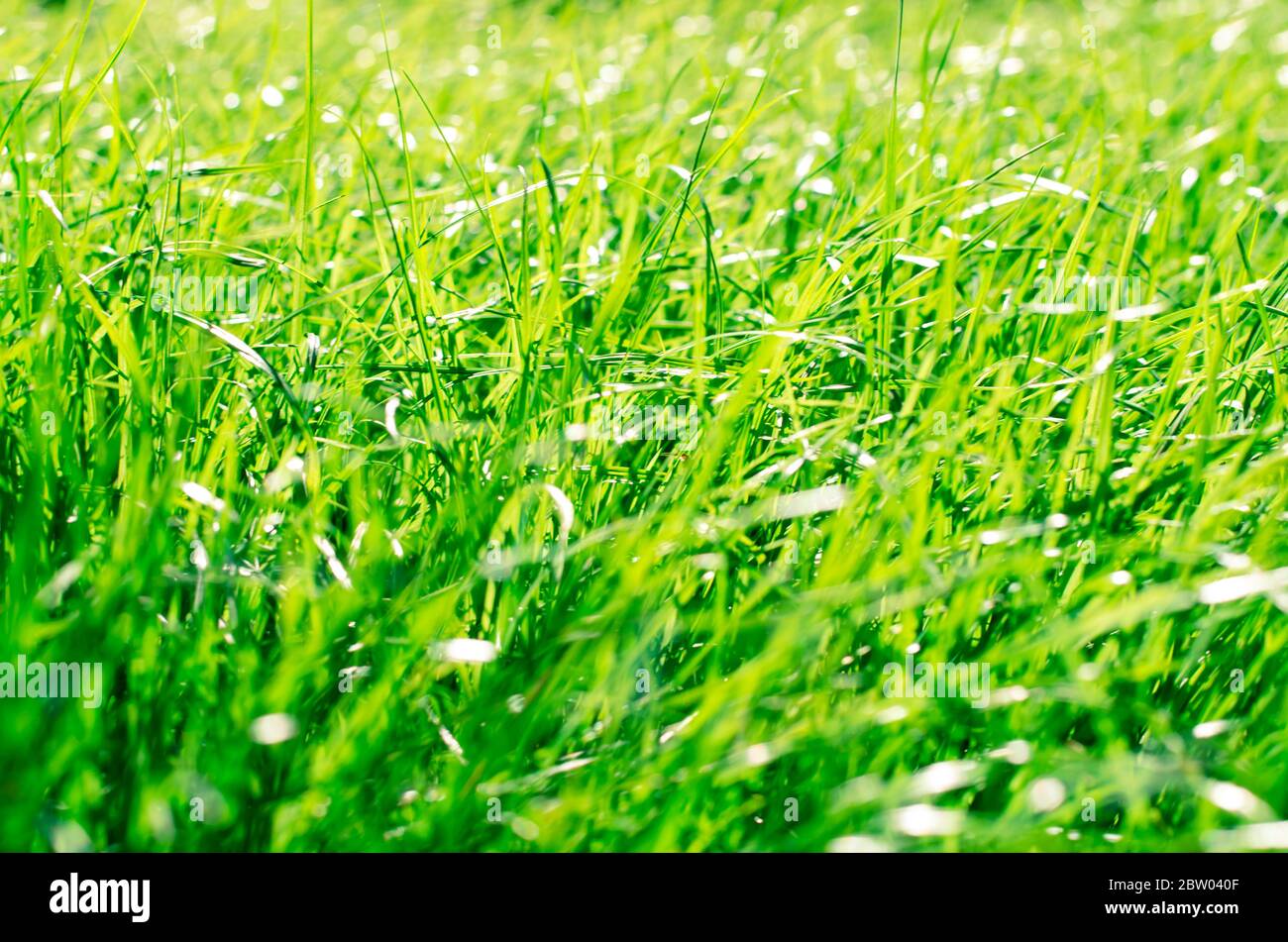 Wet grass plant hi-res stock photography and images - Alamy