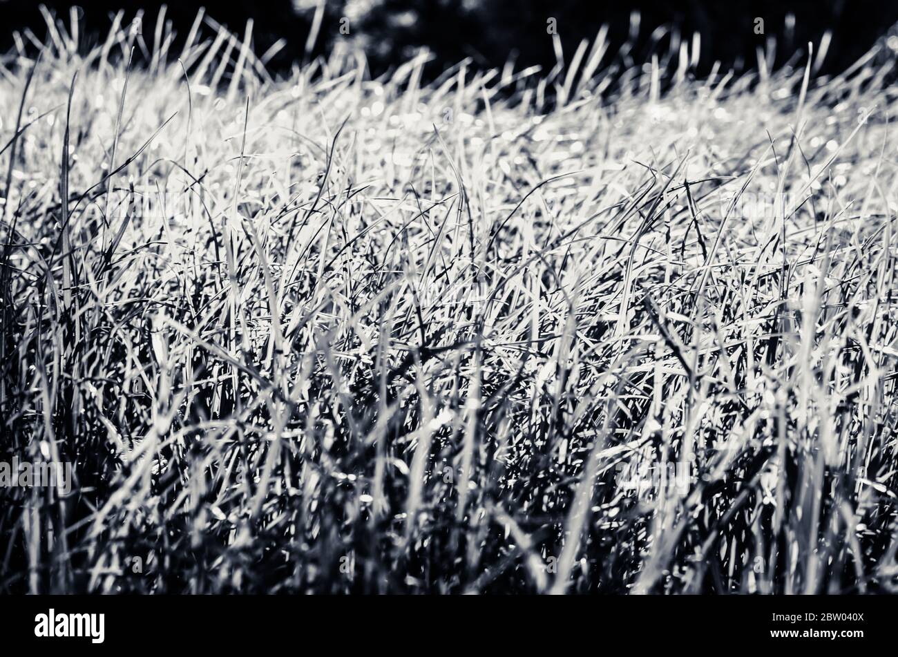 Wet grass plant hi-res stock photography and images - Alamy