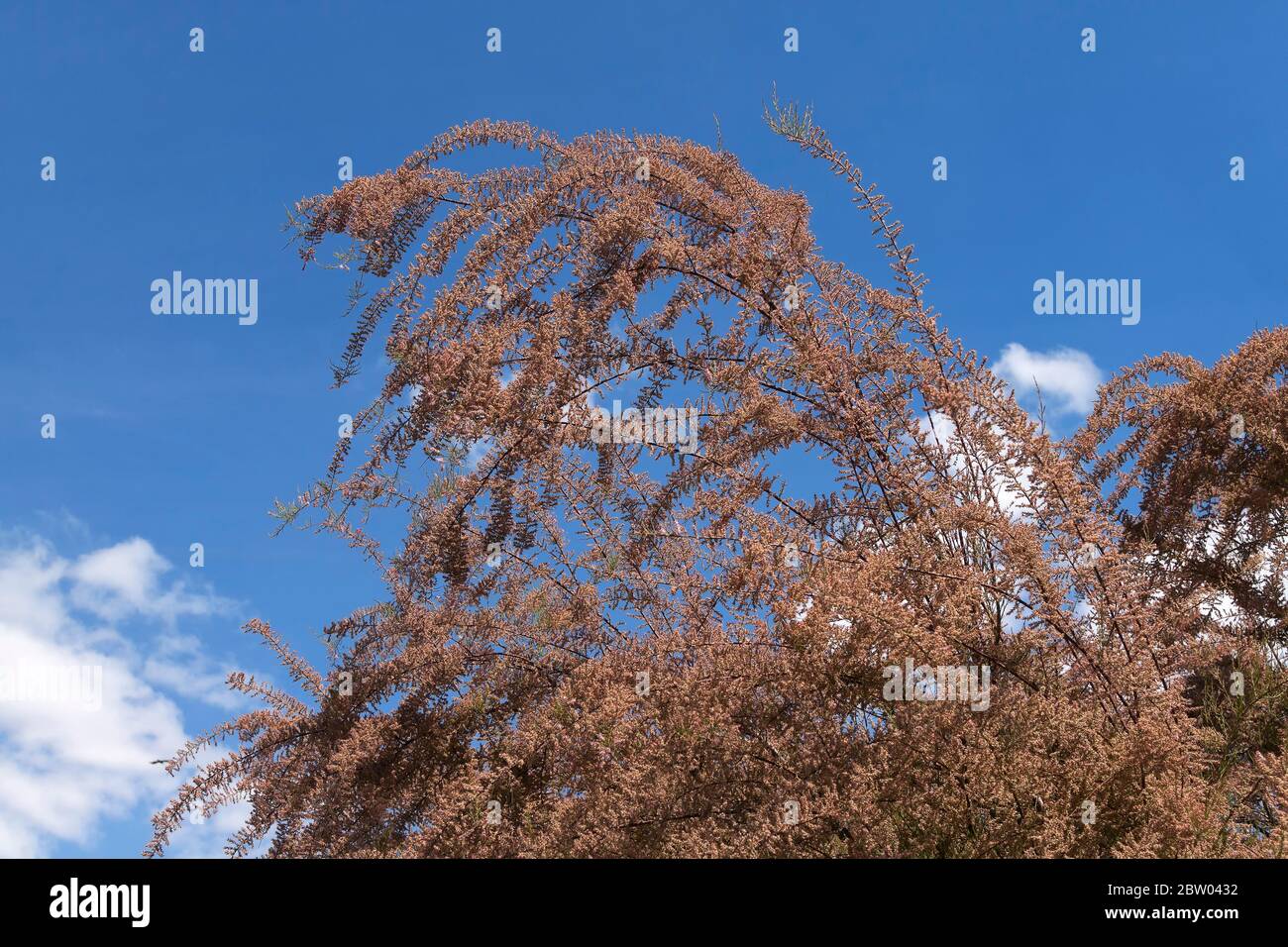 Tamarix (tamarisk, salt cedar Stock Photo - Alamy