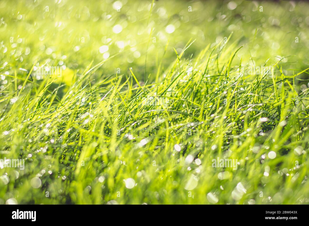 Wet grass plant hi-res stock photography and images - Alamy