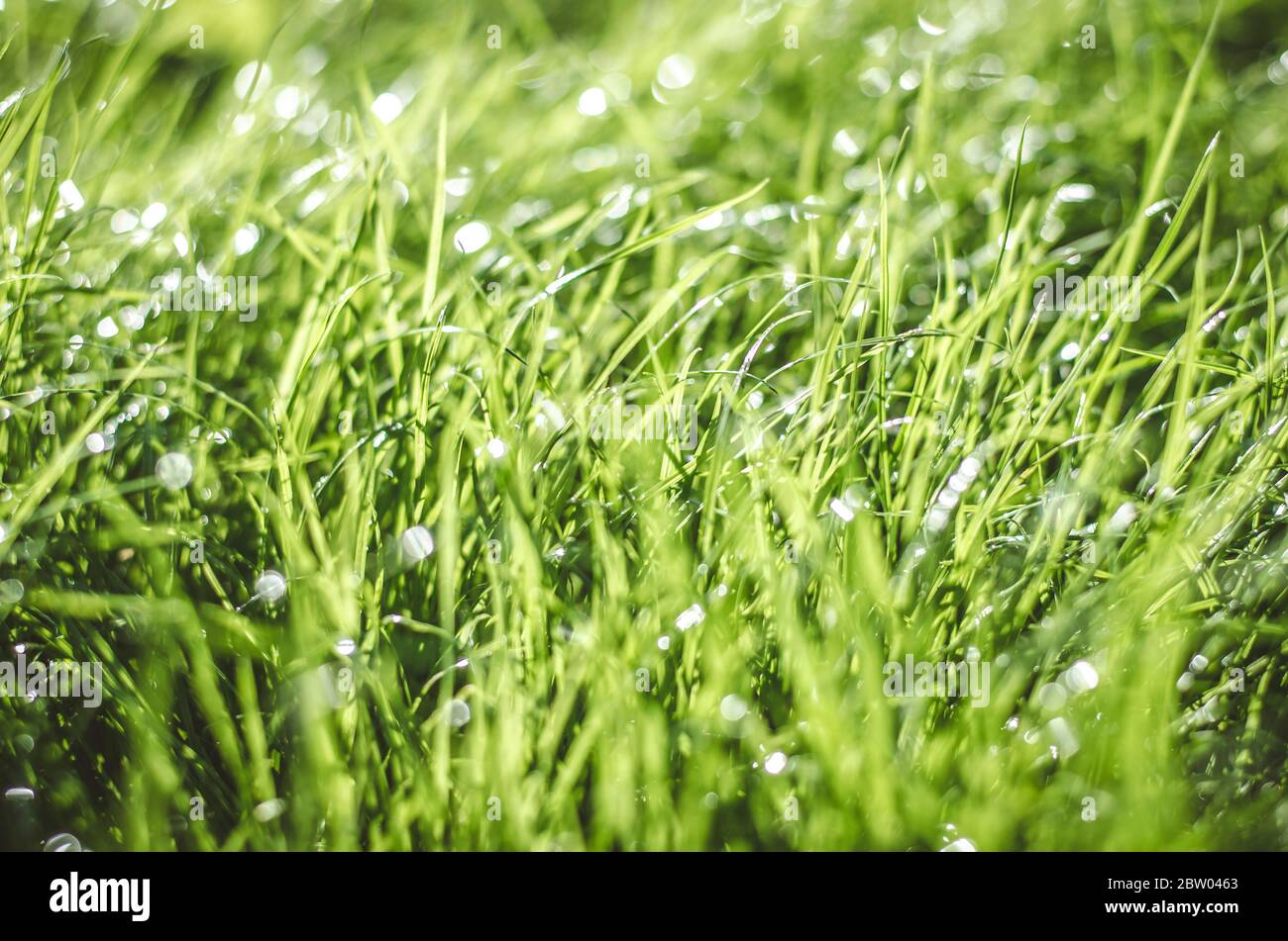 Wet green grass close hi-res stock photography and images - Alamy