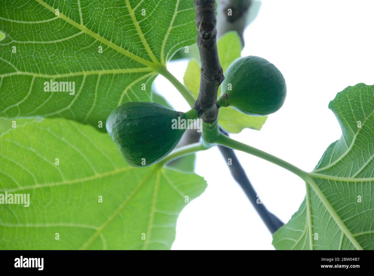 Ripe figs on the tree hi-res stock photography and images - Alamy