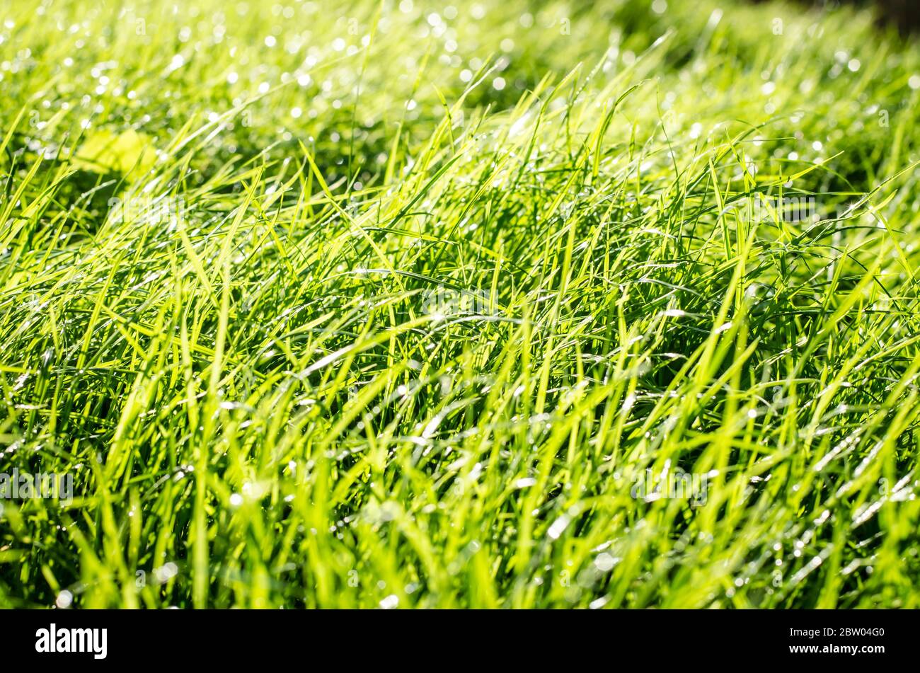 Plant grass nature hi-res stock photography and images - Alamy