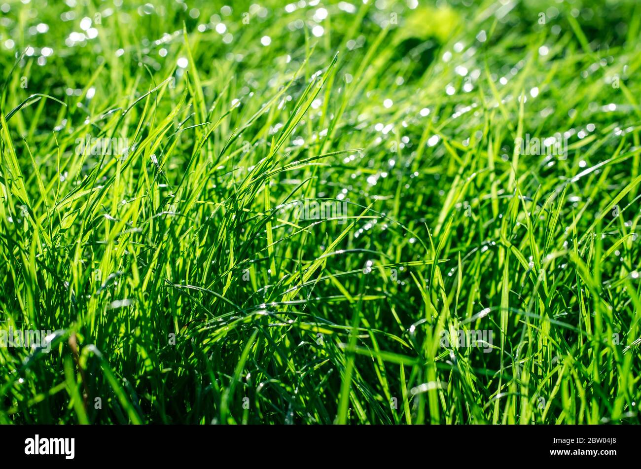 close up of green wet grass Stock Photo - Alamy