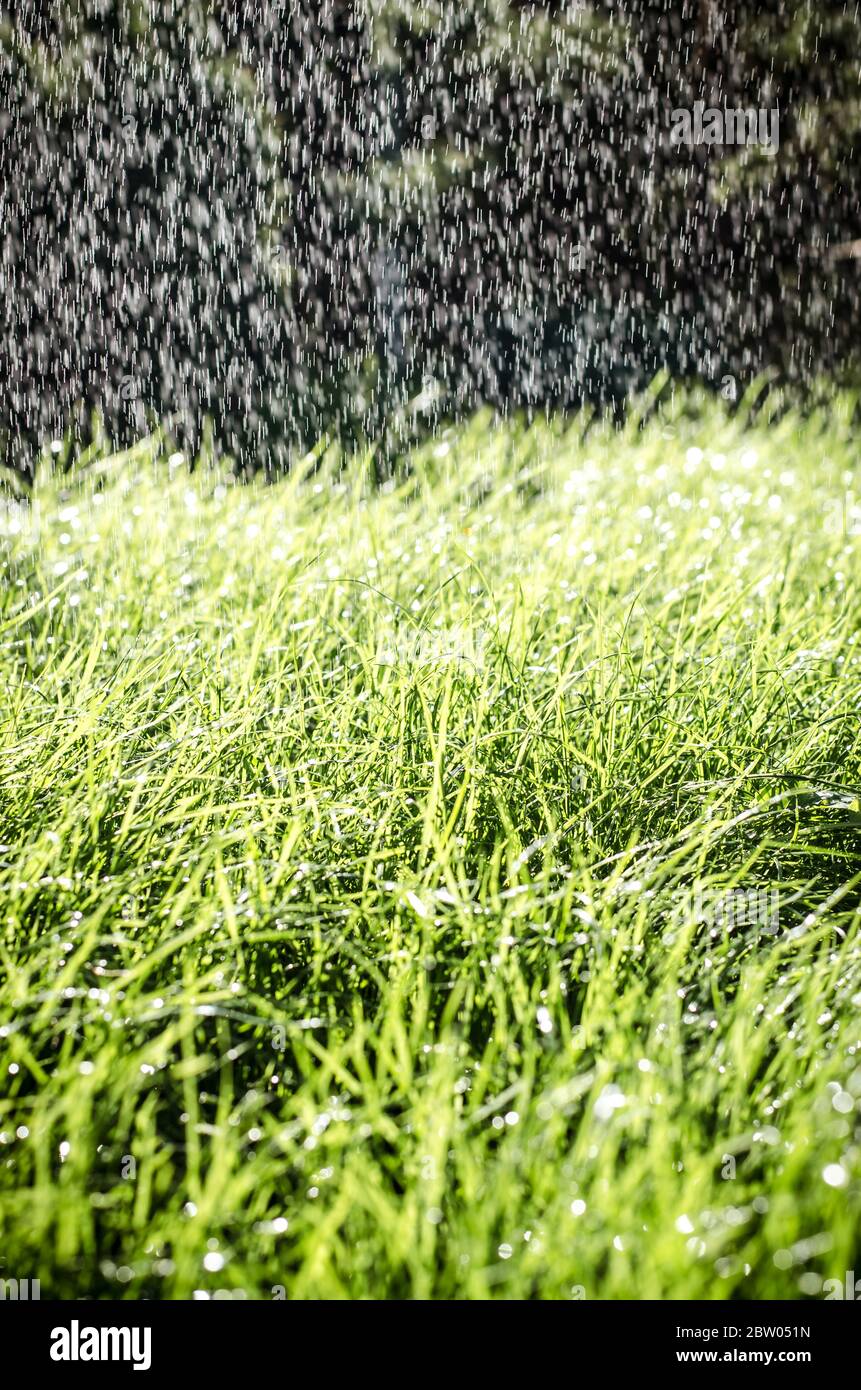 green grass with bokeh effect in rainy day Stock Photo - Alamy