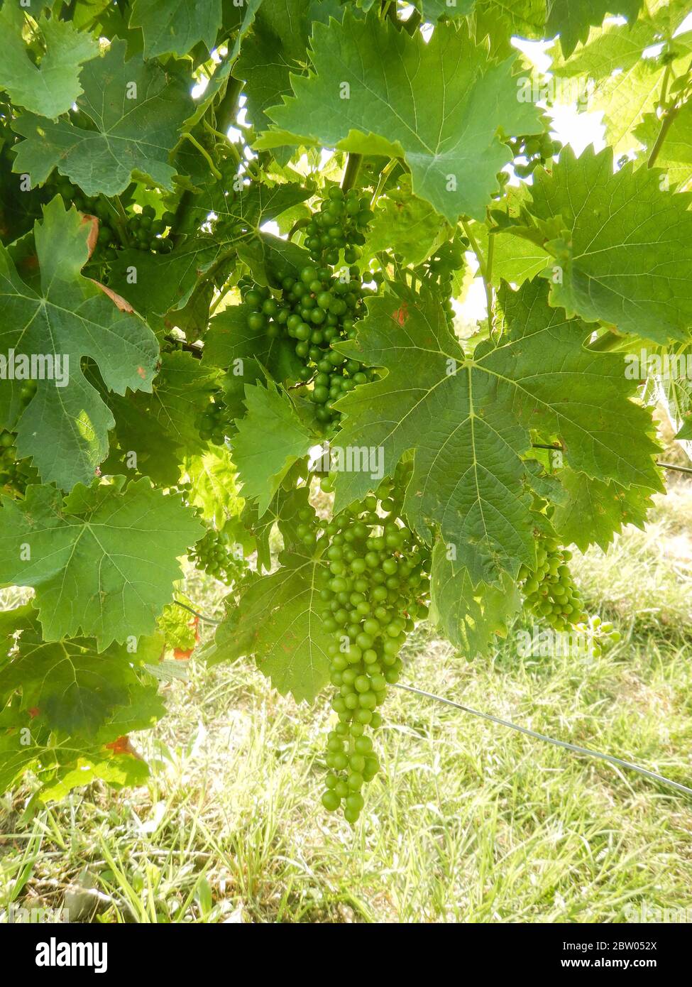 Muscat grape vineyard in the Western Lange in maturation Stock Photo ...