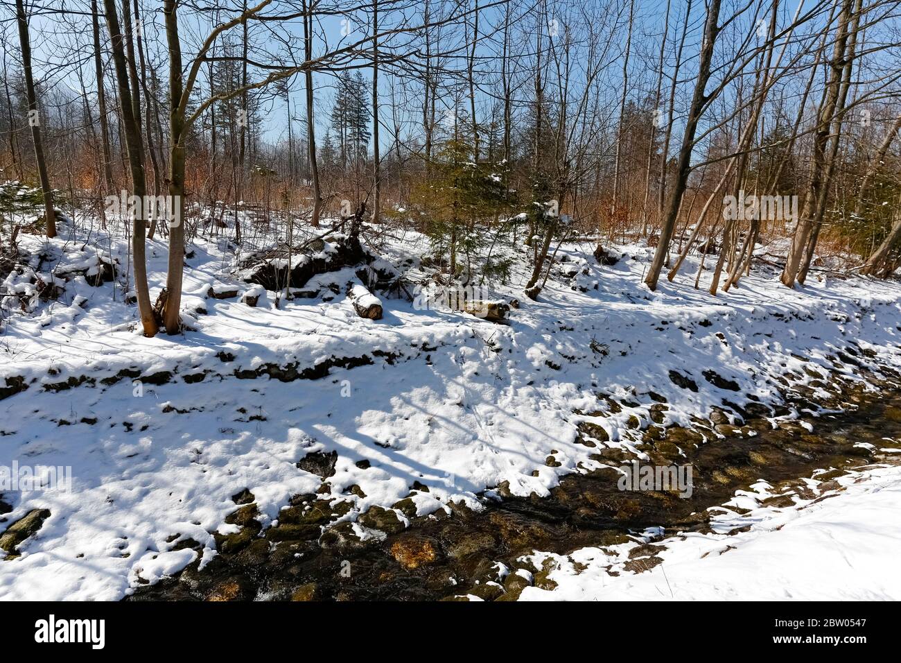 During a sunny day a brook flows along the forest and its banks are ...