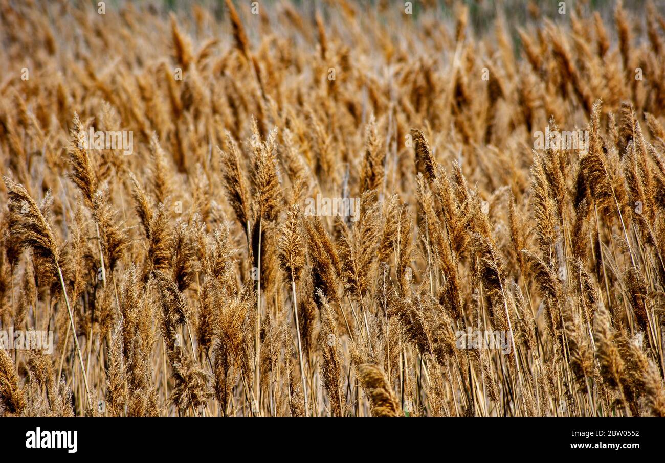National lawn field hi-res stock photography and images - Alamy
