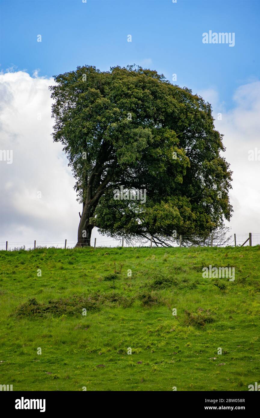 Wind Swept Tree Stock Photo - Alamy