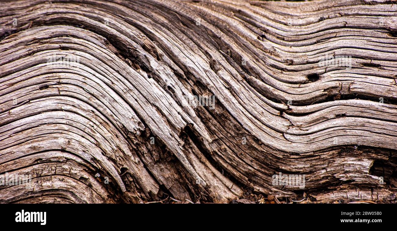 Wavy Pattern of a Tree Log Stock Photo - Alamy