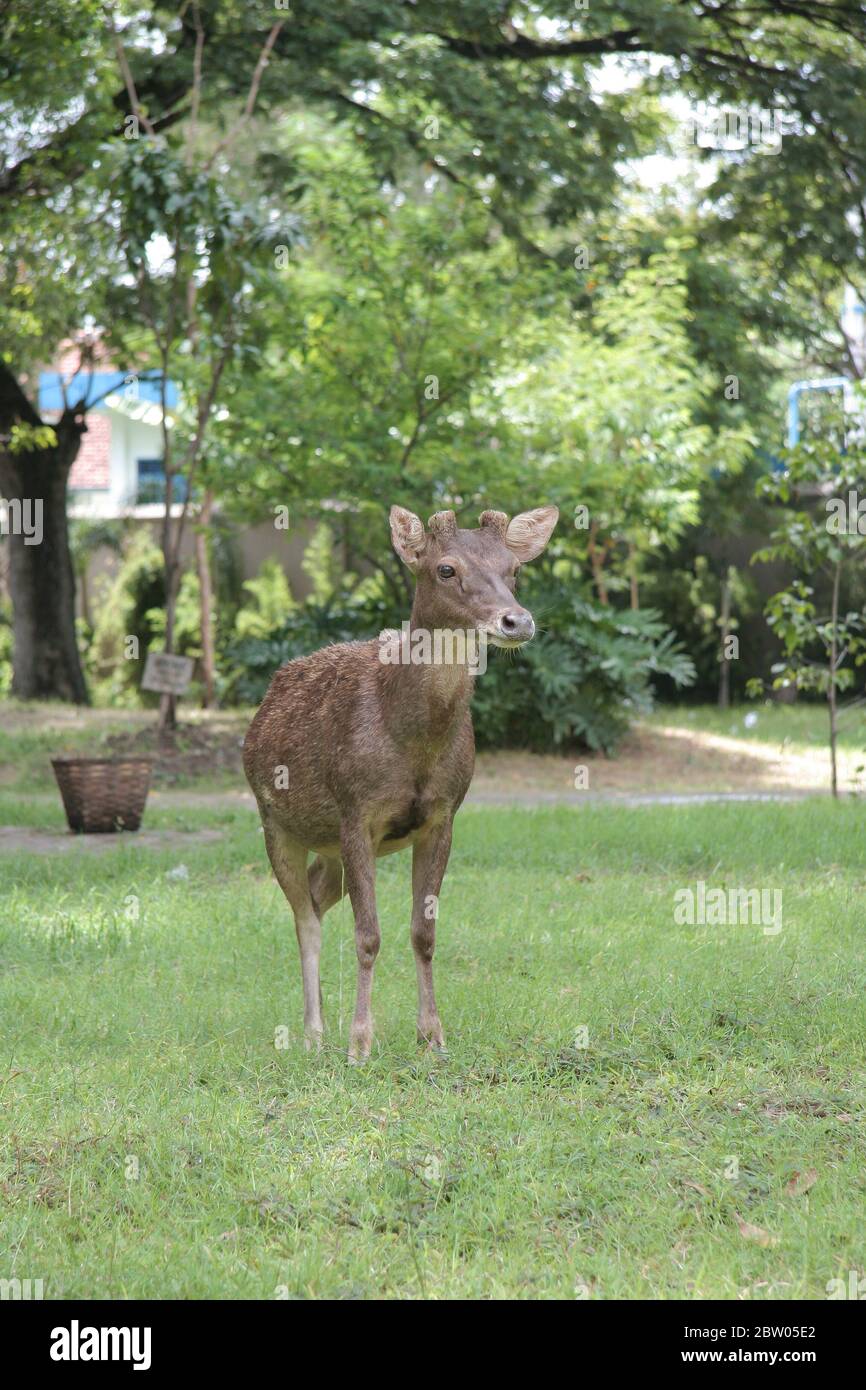 Deer without antlers, these deer antlers have been cut, so as not to ...