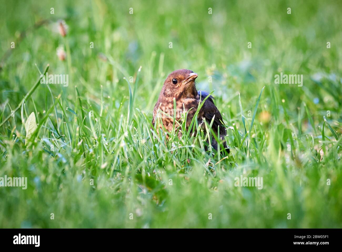 Common blackbird chick fledgling on grass (Turdus merula Stock Photo ...