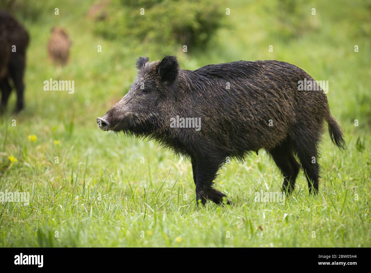 Female wild boar walking on green meadow with rest of herd behind Stock ...