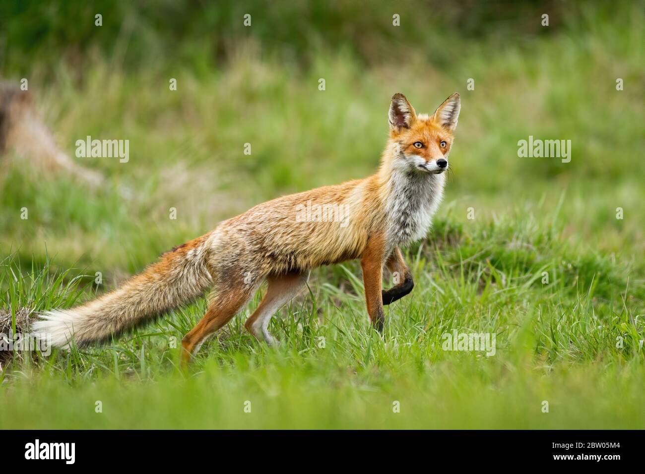 Red fox taking a step with front leg on glade with green grass in ...