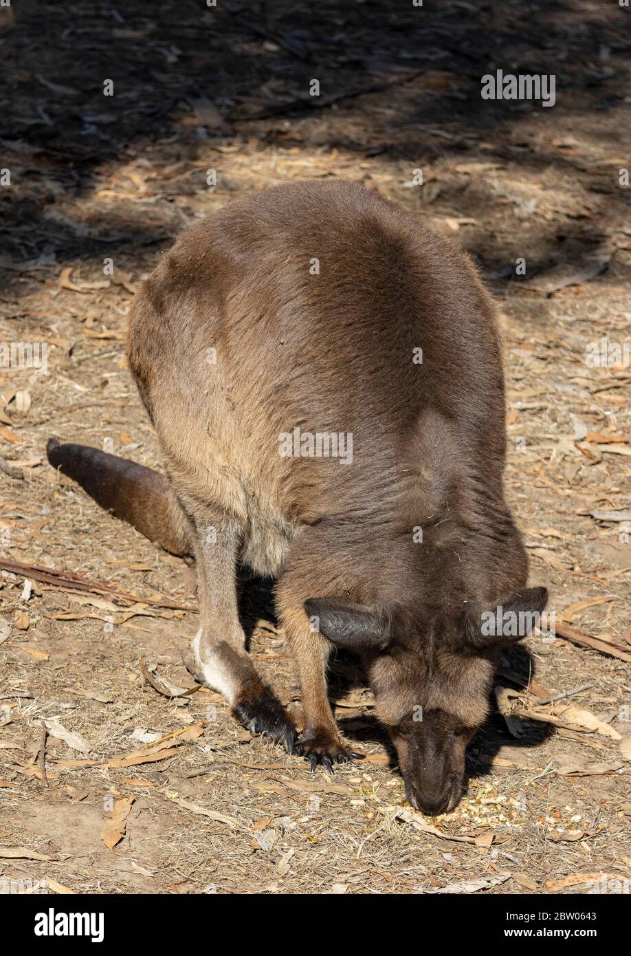 A Kangaroo Island kangaroo eating in a wildlife park in Kangaroo Island ...