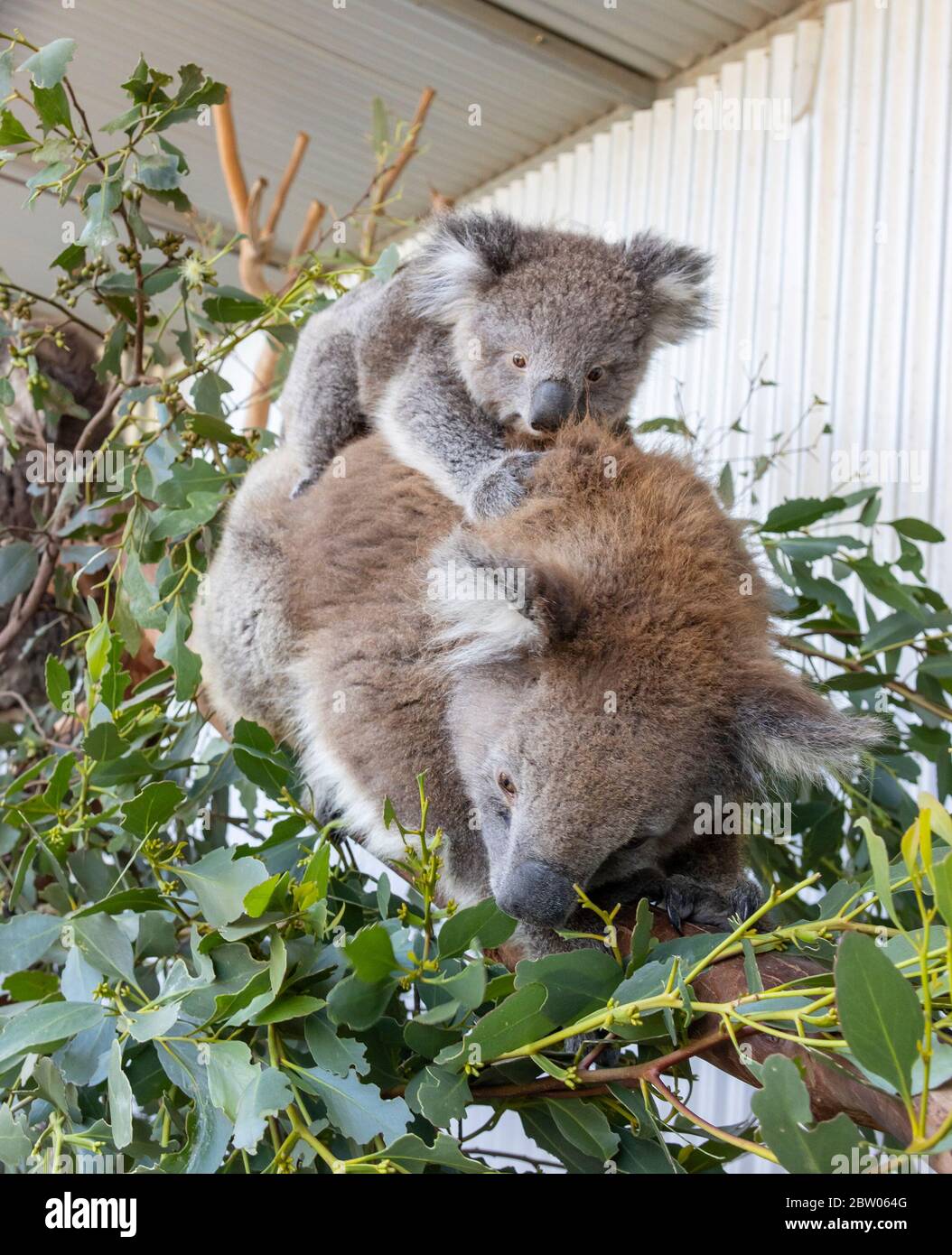 Female koala and cub on tree branch hi-res stock photography and images ...