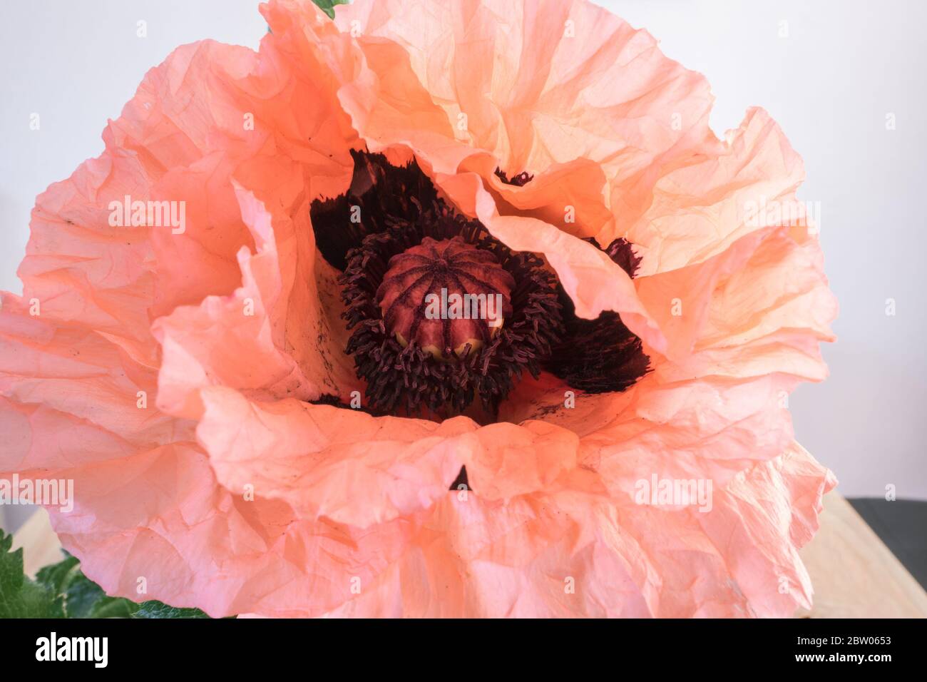 Pastel poppy hi-res stock photography and images - Alamy