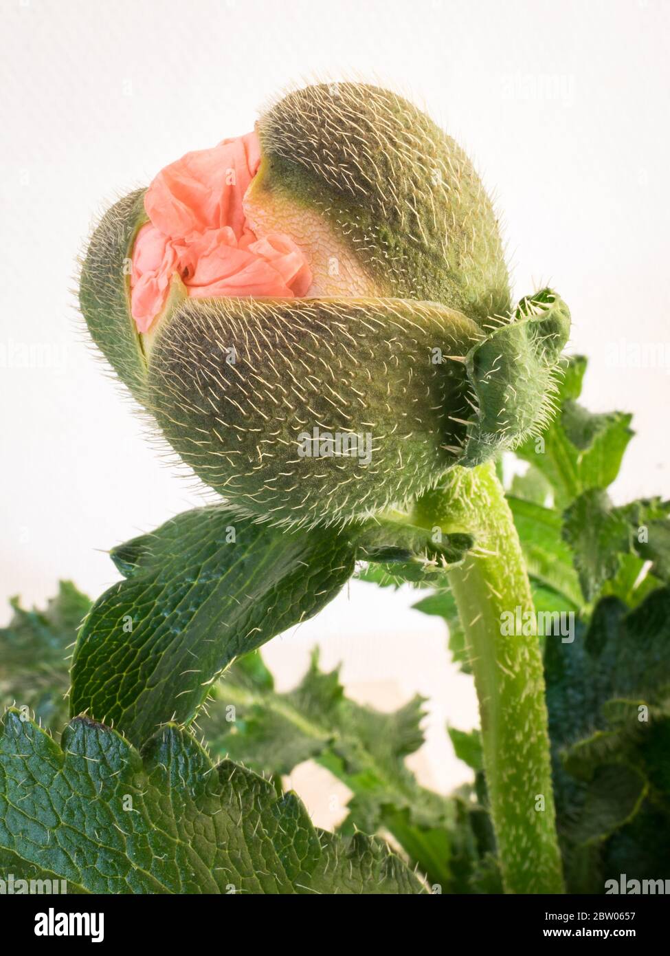 Opening bud hi-res stock photography and images - Alamy