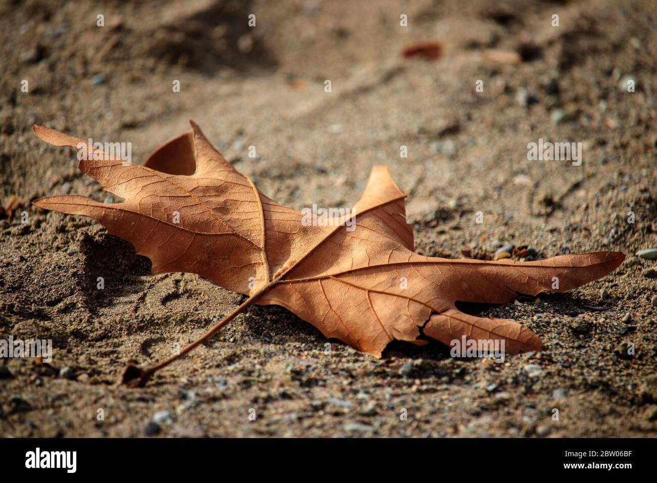 Sand leaf hi-res stock photography and images - Alamy