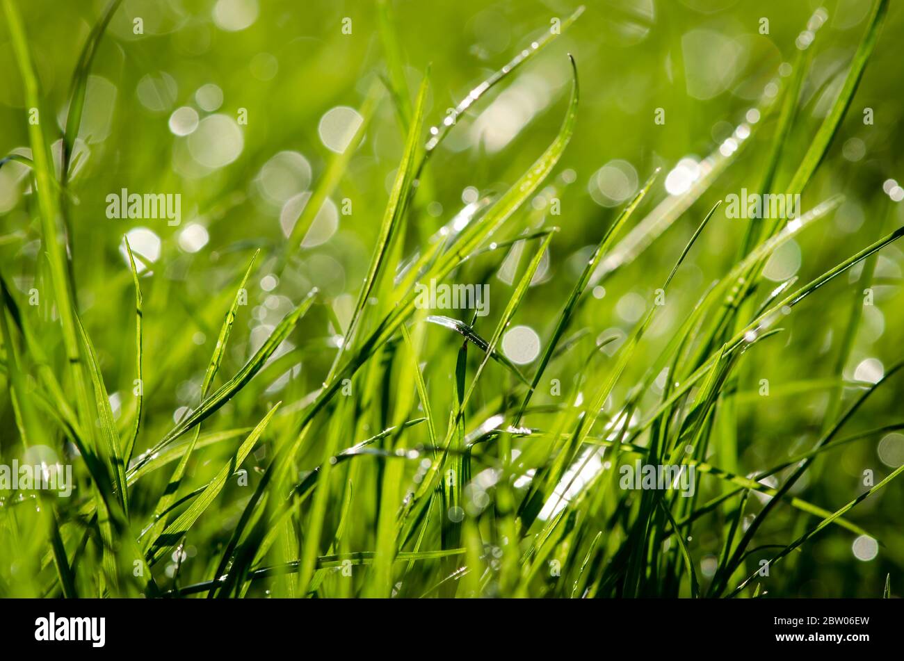 Lush grass after rain hi-res stock photography and images - Alamy