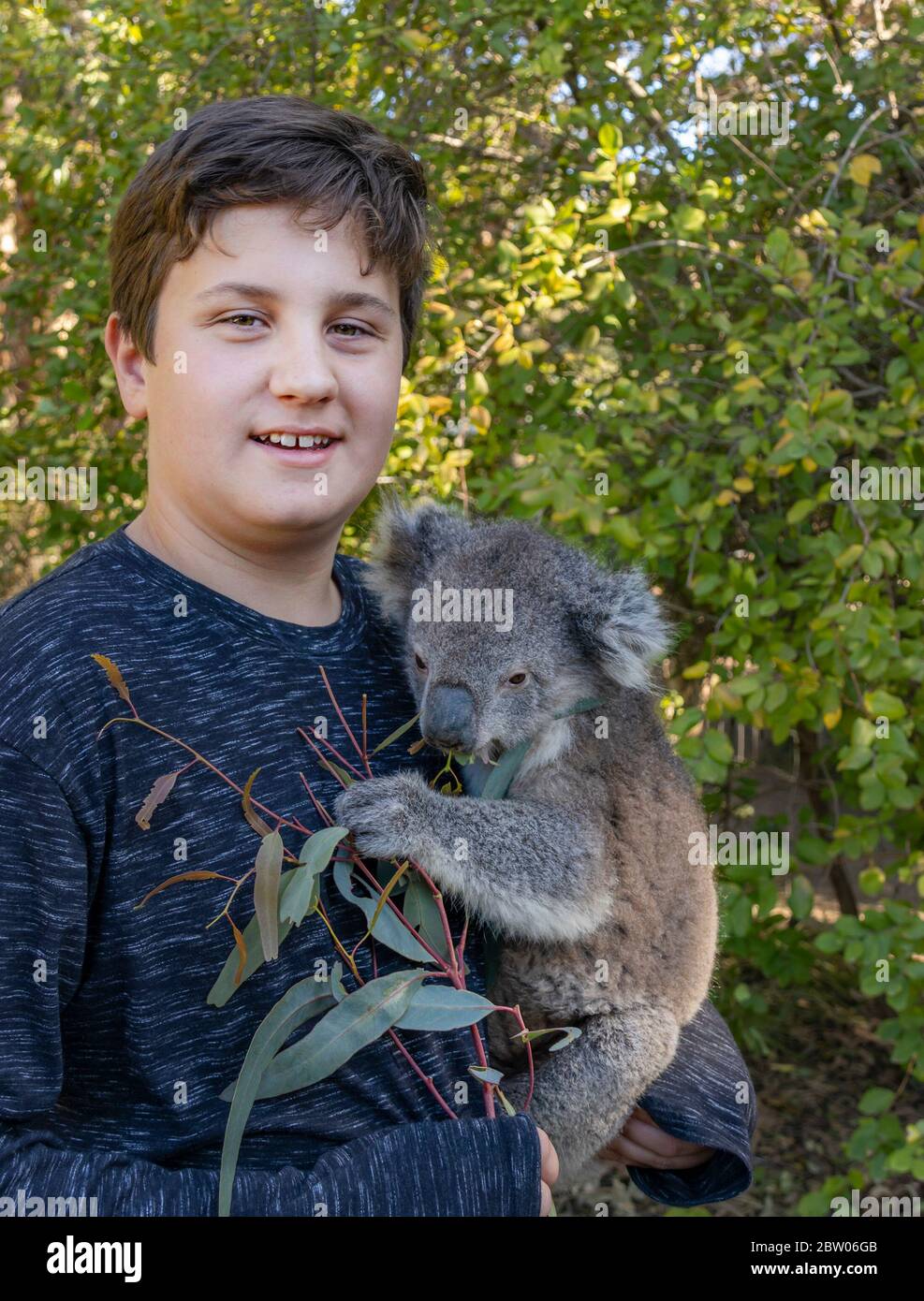 A teenage boy cuddling a koala pup in a wildlife park in Australia ...