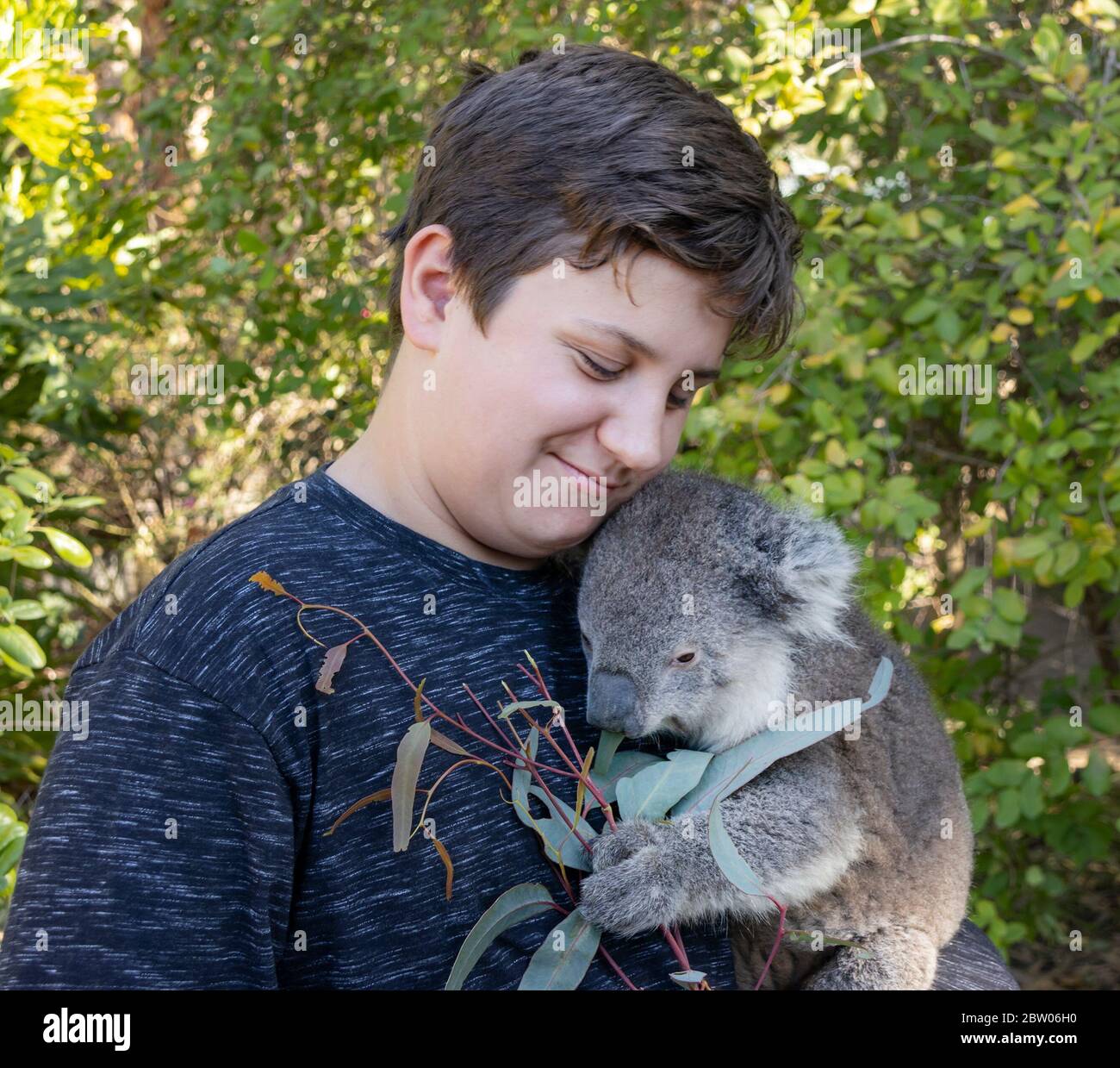A teenage boy cuddling a koala pup in a wildlife park in Australia ...