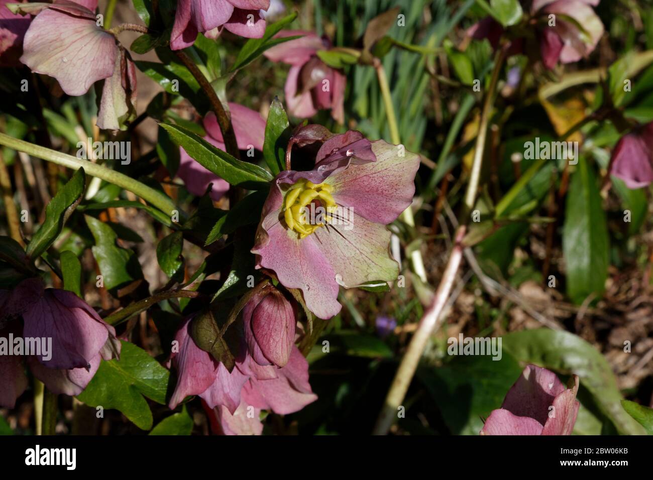 Hellebore penny's pink hi-res stock photography and images - Alamy