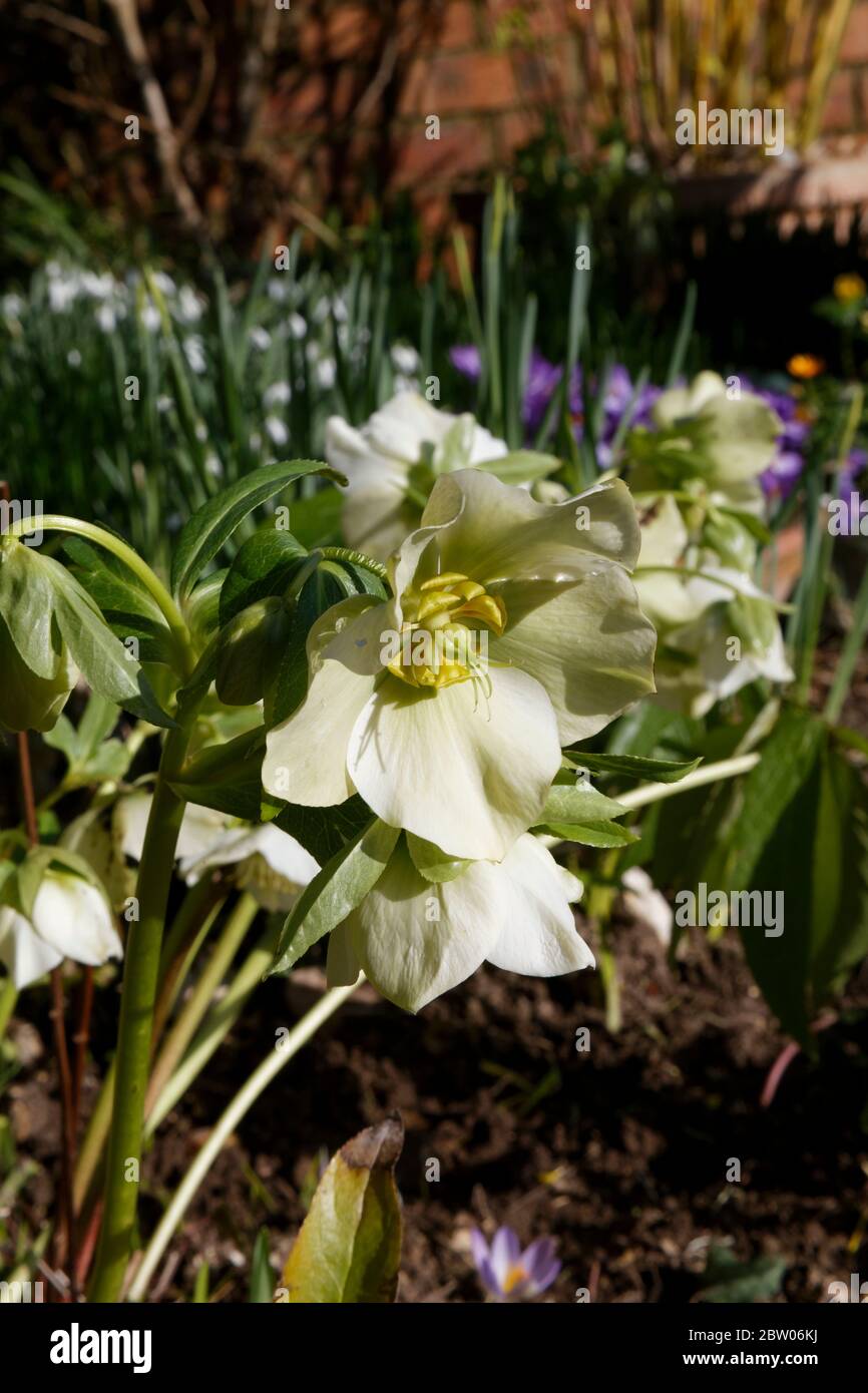 Winter flowering white hellebore in full flower in a garden border ...