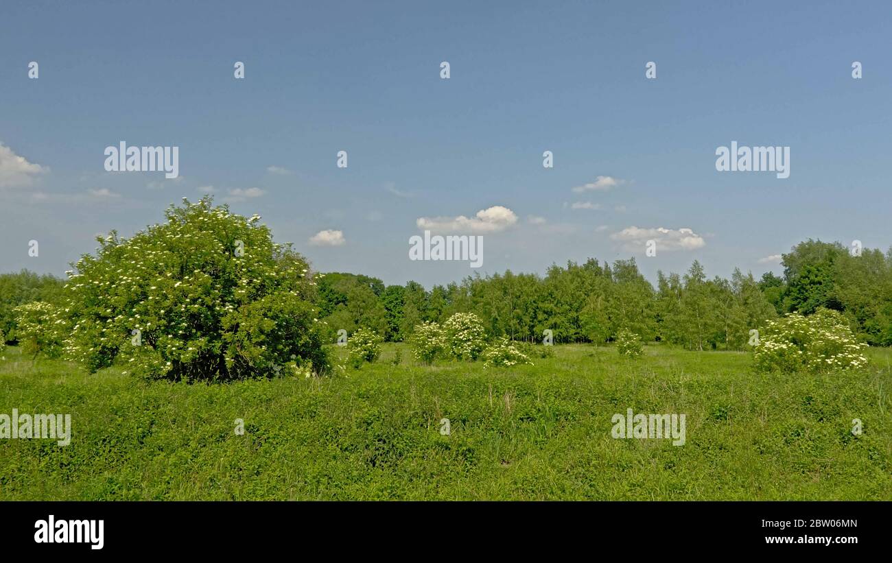 Flowering Elder shrubs in a meadow on a sunny day with clear blue sky ...