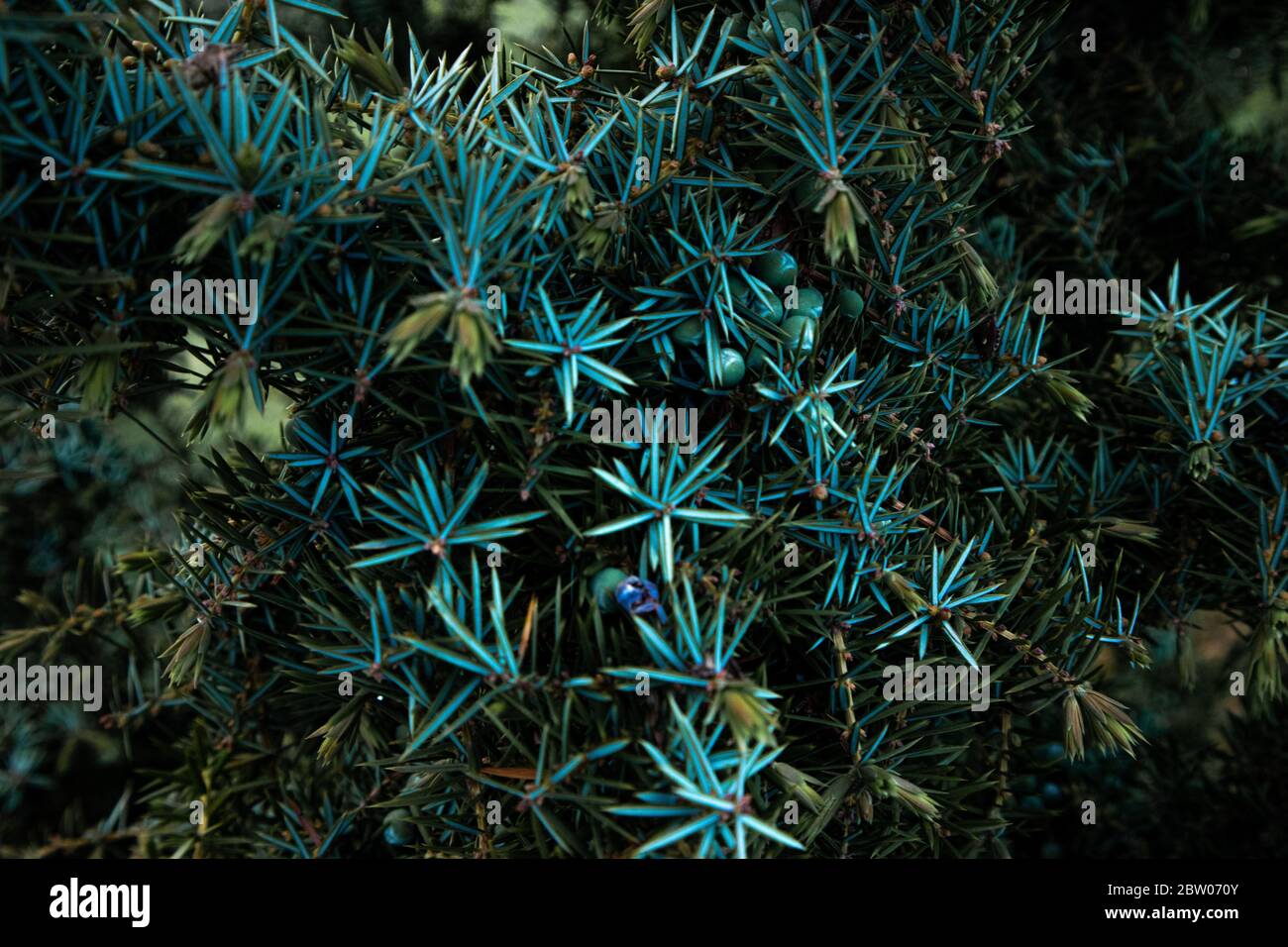 Prickly bush hi-res stock photography and images - Alamy