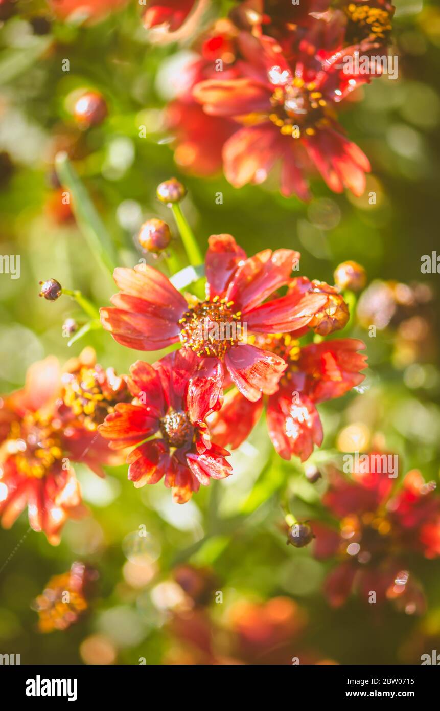 detail of bright red and yellow cockade flower Stock Photo - Alamy