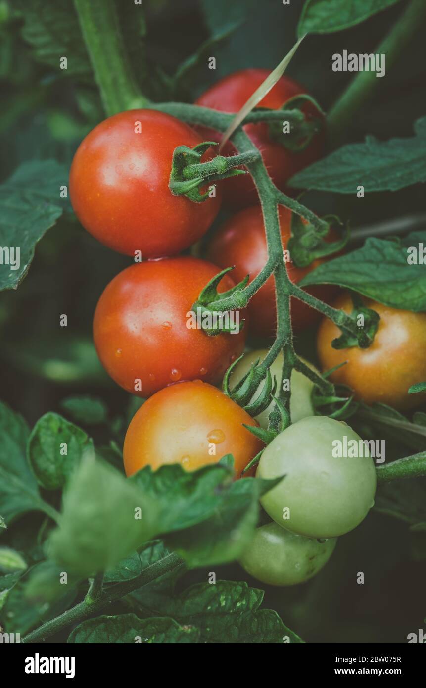 healthy juicy cherry vegetable plant Stock Photo - Alamy