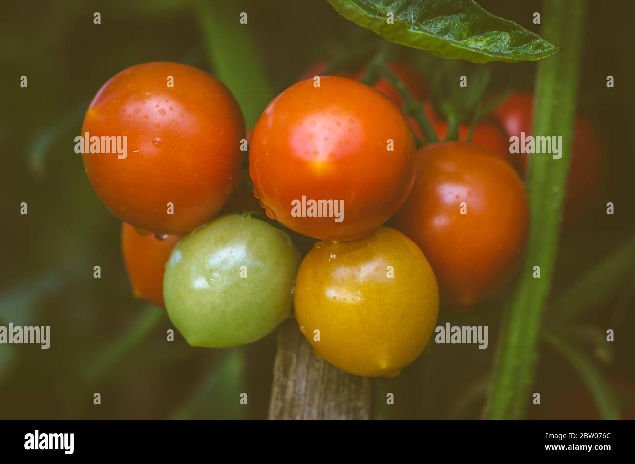 healthy juicy cherry vegetable plant Stock Photo - Alamy