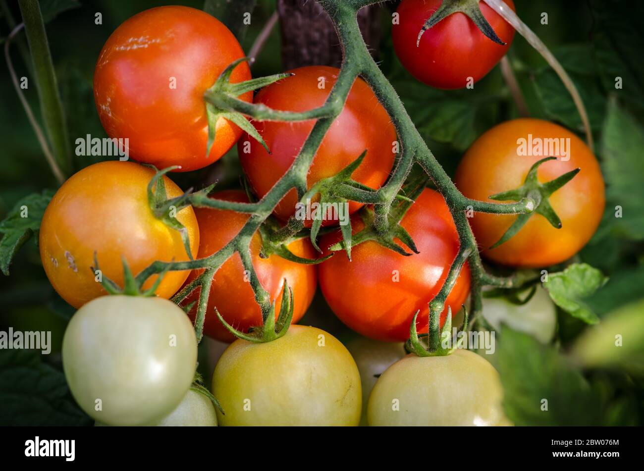 healthy juicy cherry vegetable plant Stock Photo - Alamy