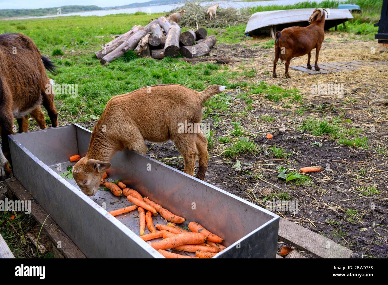 Little goat kid eating carrots from a feeding bowl Stock Photo - Alamy