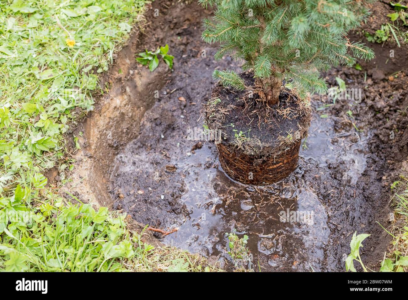 Root system shrub hi-res stock photography and images - Alamy