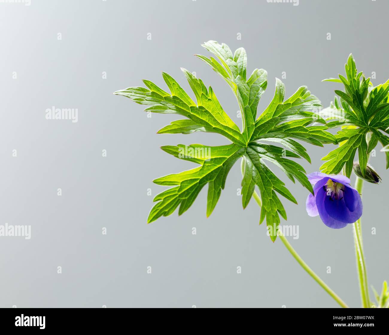 Geranium Rozanne leaf and flower against a neutral background Stock ...